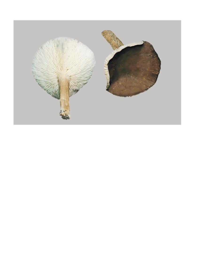 Hongos de Chile: Atlas micológico